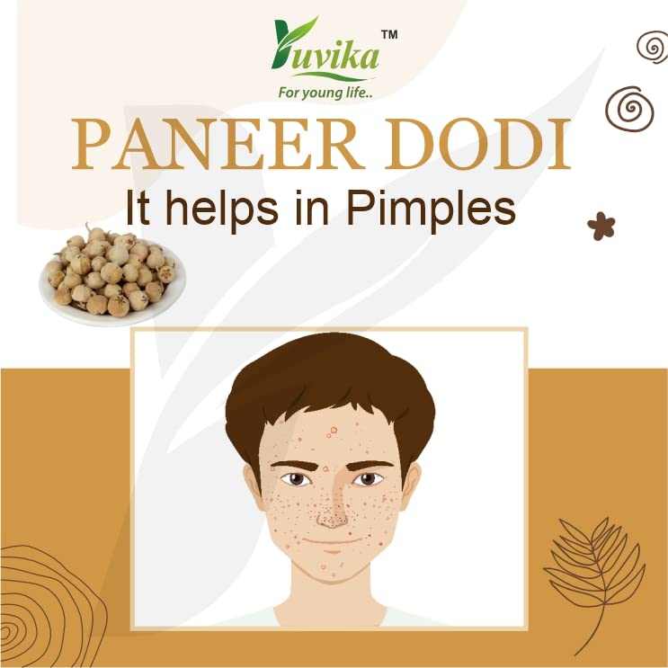 Yuvika Paneer Dodi - Paneer Ke Phool - Withania Coagulan - DesiPick Yuvika Paneer Dodi - Paneer Ke Phool - Withania Coagulan - DesiPick